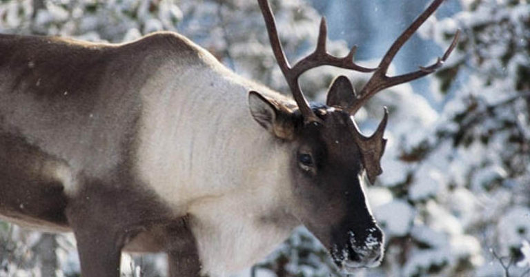 First Nations and environmental groups call for immediate actions to ...